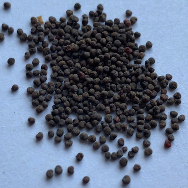 Salvia Divinorum Seeds - Etsy