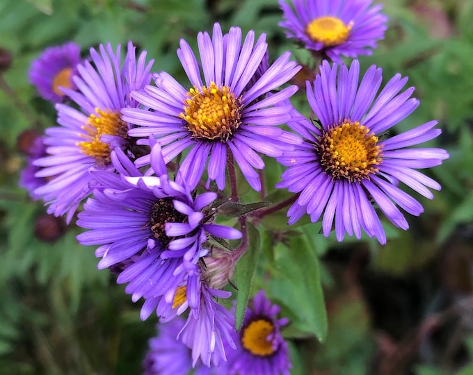 Grape Crush Aster - Live Plant - Hundreds of Dark Purple Daisy-shaped ...