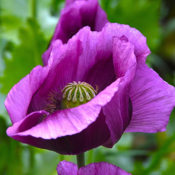Poppy Cherry - Etsy
