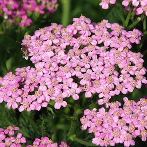 LIGHT PINK YARROW Seeds *free Shipping!* Fresh & Organic Achillea ...
