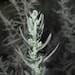 PRAIRE SAGE Seeds *free Shipping!* Fresh & Organic Artemisia ...