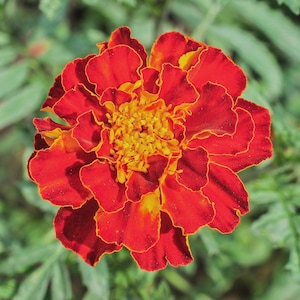 FRENCH MARIGOLD Seeds *free Shipping!* Fresh & Organic Tagetes Patula ...
