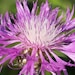 TIDY TIPS Seeds *free Shipping!* Fresh & Organic Layia Platyglossa ...