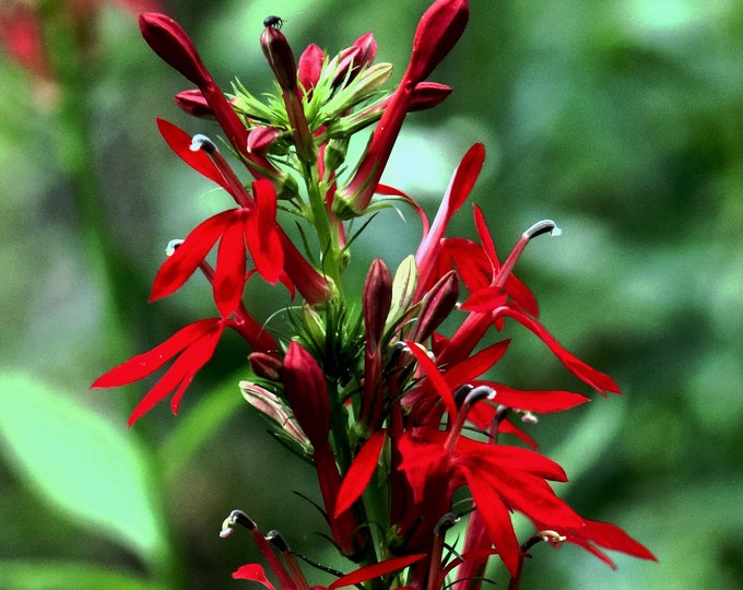 Lobelia Cardinalis Cardinal Flower Organic Live Starter Plant, Native ...