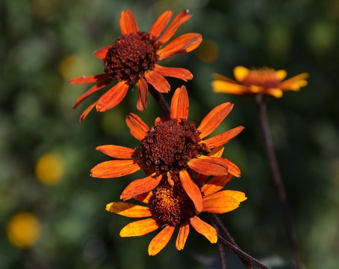 2 Heliopsis Bleeding Heart Perennials False Sunflower.stunning Color ...