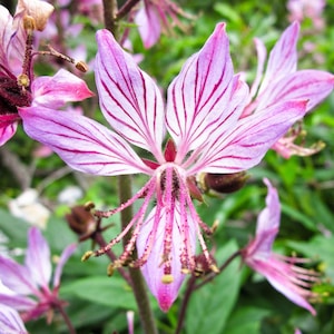 GAS PLANT Seeds *FREE Shipping!* Fresh & Organic Dictamnus Albus Seeds ...