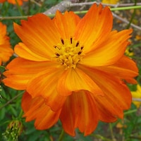 Cosmic Orange Cosmos Seeds - Etsy