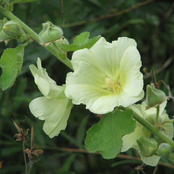 Hollyhock Seeds - Etsy