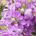 Light Purple Stock Seeds *FREE Shipping!* Fresh & Organic Matthiola ...