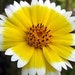 TIDY TIPS Seeds *free Shipping!* Fresh & Organic Layia Platyglossa ...