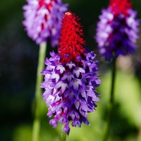 100+ Mixed Seeds Streptocarpus X Hybridus Cape Primrose - Etsy