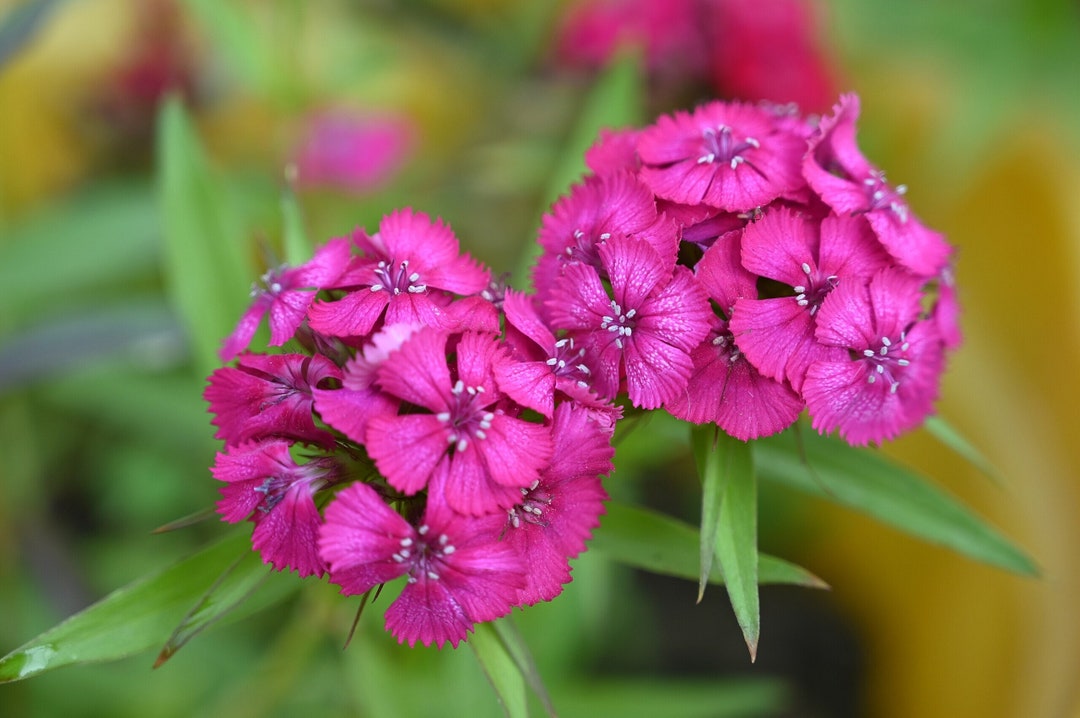 PINK DIANTHUS Seeds *FREE Shipping!* Fresh & Organic Dianthus Barbatus ...
