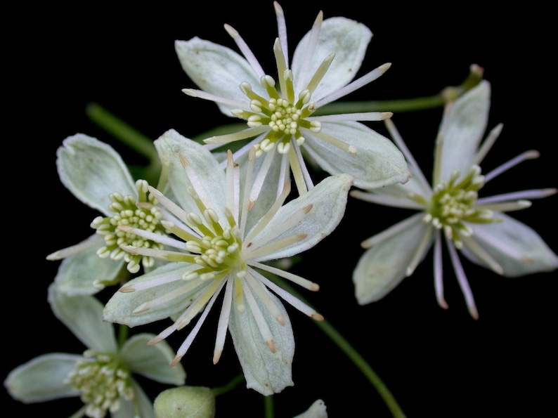 VIRGINS BOWER CLEMATIS Seeds *free Shipping!* Fresh & Organic Clematis ...