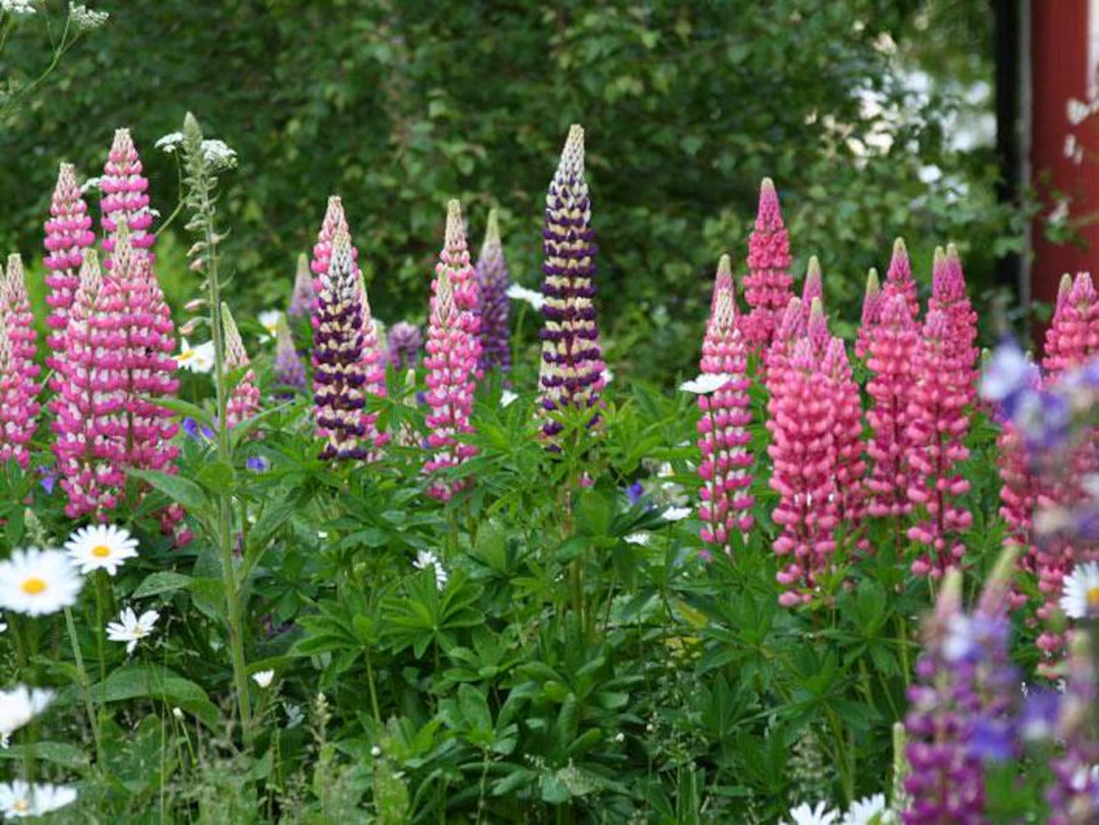 PINK LUPINE MIX Seeds *free Shipping!* Fresh & Organic Lupinus ...
