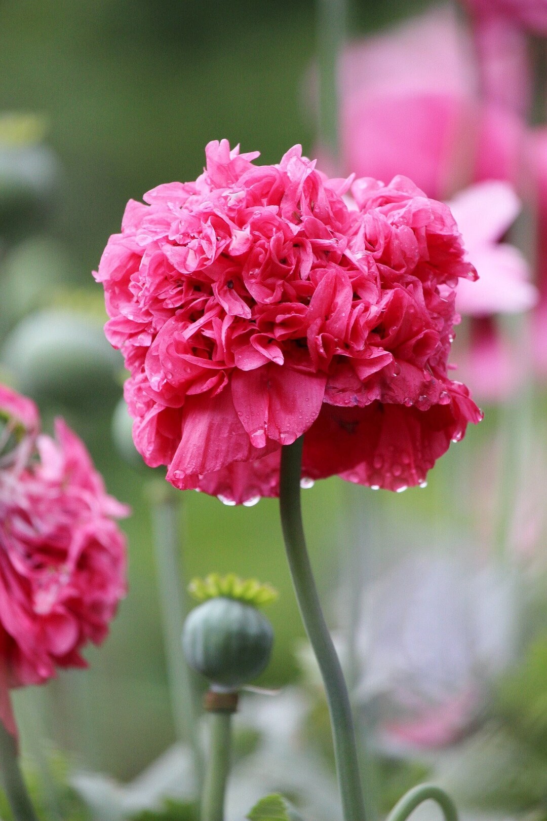SCARLET FRINGE POPPY Seeds *free Shipping!* Fresh & Organic Papaver ...