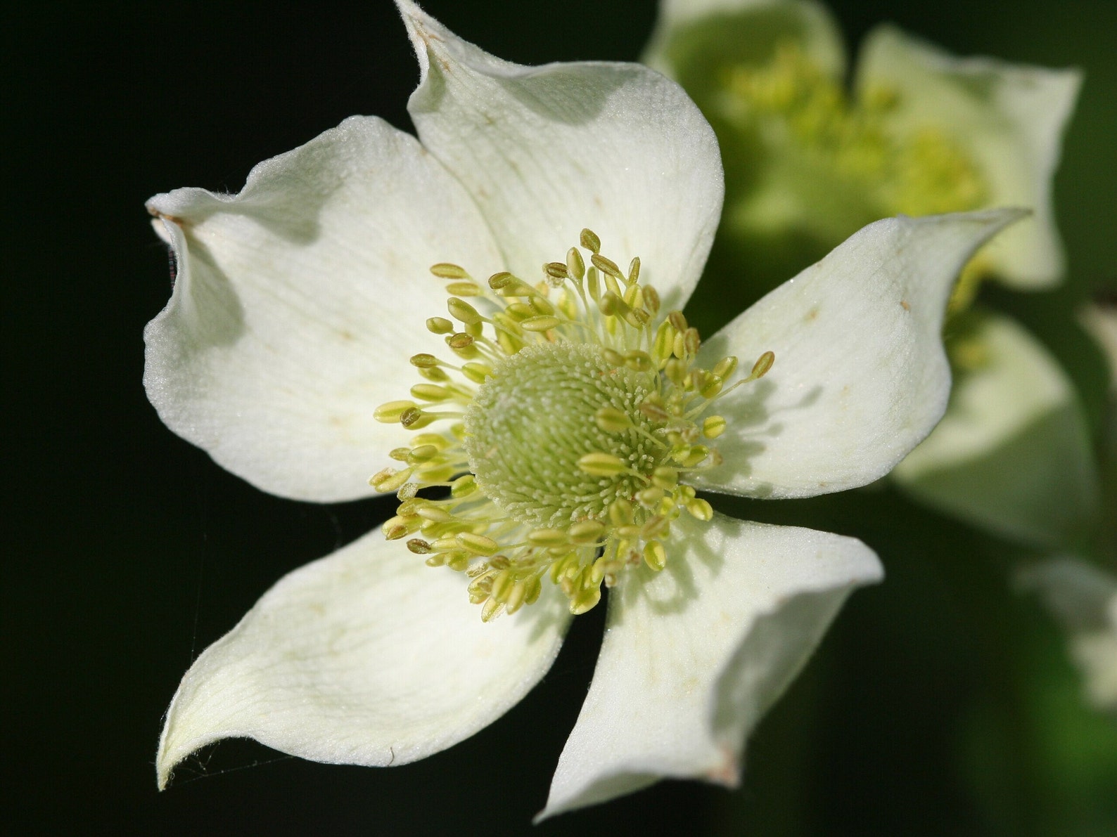 THIMBLEWEED Seeds *free Shipping!* Fresh & Organic Anemone Virginiana ...