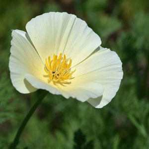 Ivory Castle California Poppy Seeds *FREE Shipping!* Fresh & Organic ...