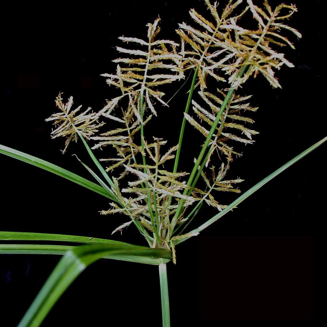 TIGER NUT Seeds *FREE Shipping!* Fresh & Organic Cyperus Esculentus ...