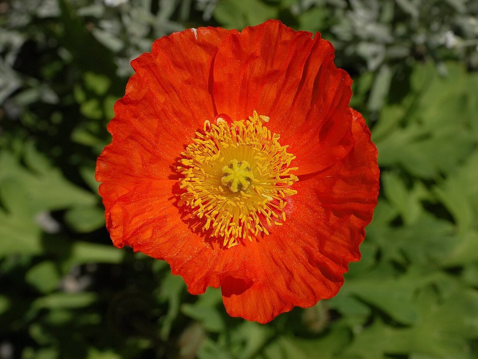 RED ICELAND POPPY Seeds *free Shipping!* Fresh & Organic Papaver ...