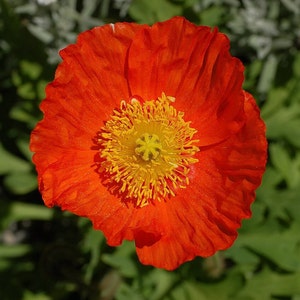 RED ICELAND POPPY Seeds *free Shipping!* Fresh & Organic Papaver ...