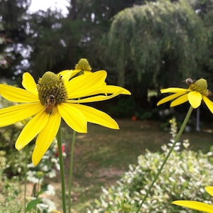 TALL CONEFLOWER Seeds *free Shipping!* Fresh & Organic Rudbeckia ...