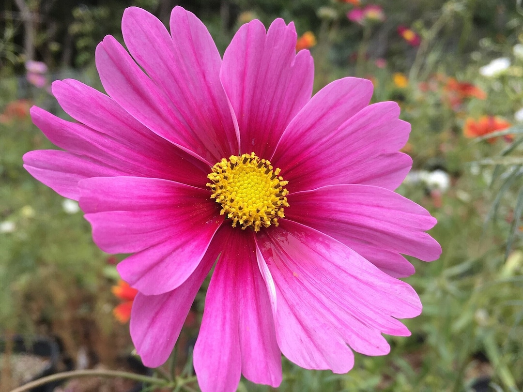 RADIANCE COSMOS Seeds *free Shipping!* Fresh & Organic Cosmos ...
