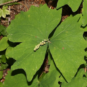 ACHLYS TRIPHYLLA Seeds *FREE Shipping!* Fresh & Organic Vanilla Leaf ...