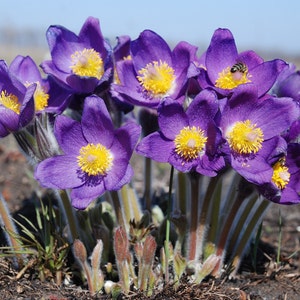 CUTLEAF ANEMONE Seeds *free Shipping!* Fresh & Organic Anemone Patens ...