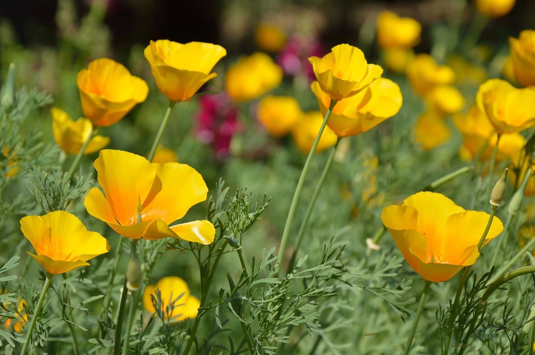 Yellow California Poppy Seeds *FREE Shipping!* Fresh & Organic ...