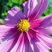 GLORIA COSMOS Seeds *free Shipping!* Fresh & Organic Cosmos Bipinnatus ...