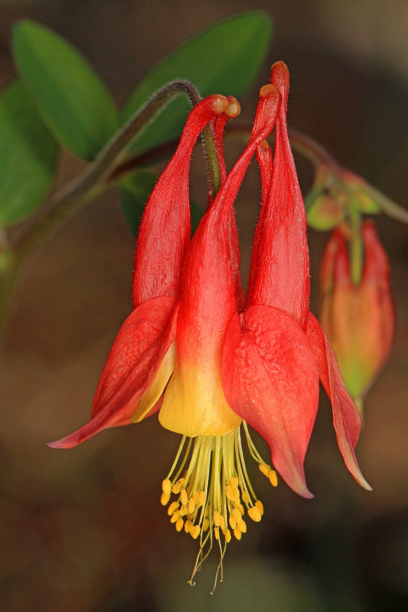 NATIVE WILD COLUMBINE Seeds *free Shipping!* Fresh & Organic Aquilegia ...