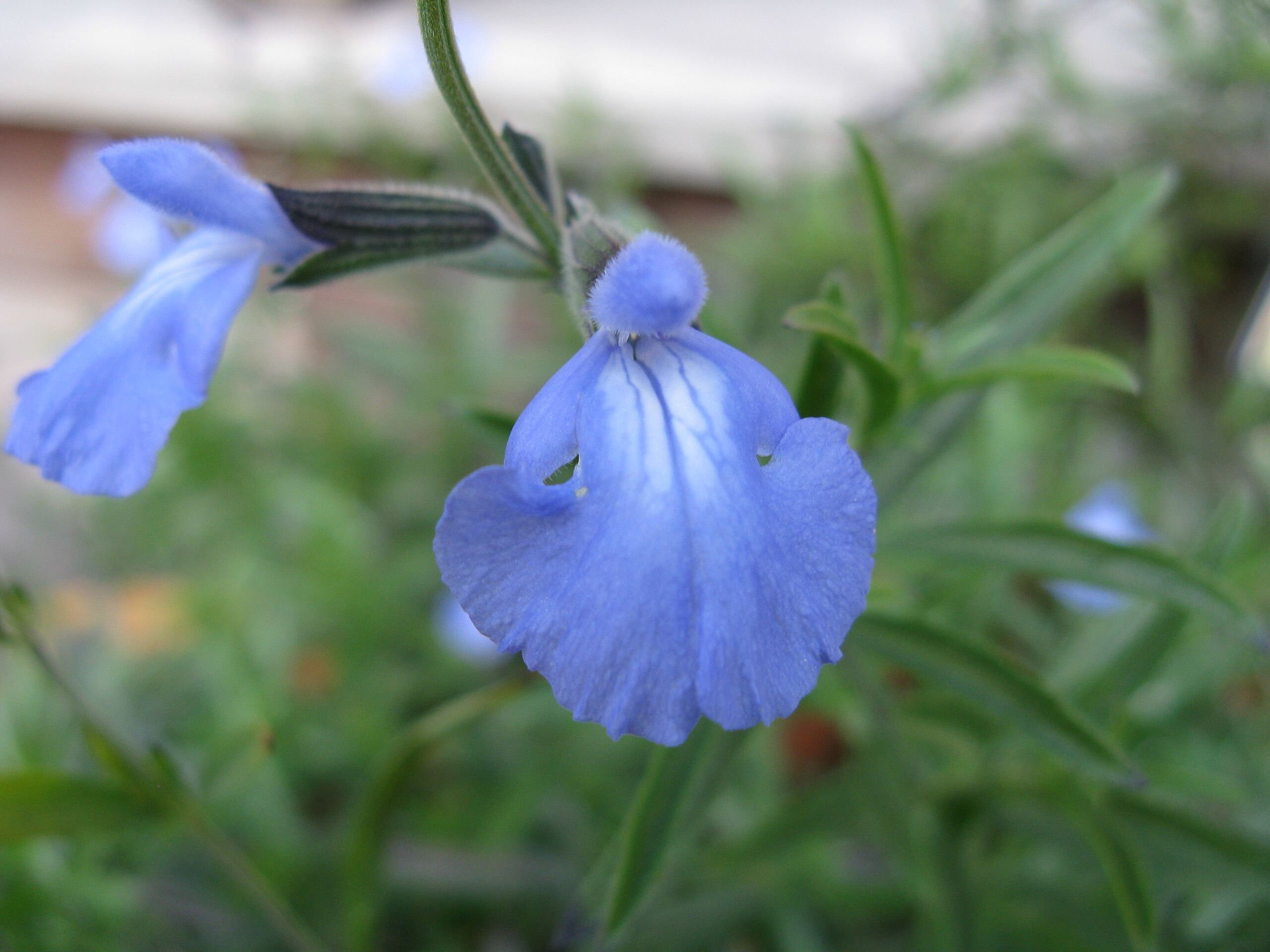 AZURE SAGE Seeds *free Shipping!* Fresh & Organic Salvia Azurea Seeds ...