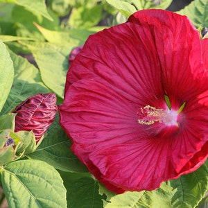 RUBY RED HIBISCUS Seeds *free Shipping!* Fresh & Organic Hibiscus ...