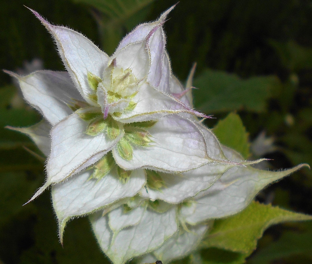 CLARY SAGE Seeds *free Shipping!* Fresh & Organic Salvia Sclarea Seeds ...
