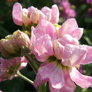 Bicolor Pink Stock Seeds *FREE Shipping!* Fresh & Organic Matthiola ...