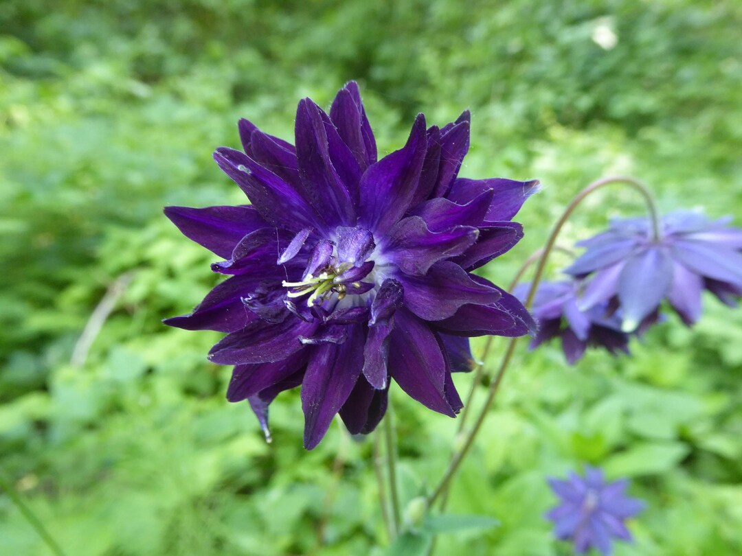 PURPLE BARLOW COLUMBINE Seeds *free Shipping!* Aquilegia Vulgaris Seeds ...