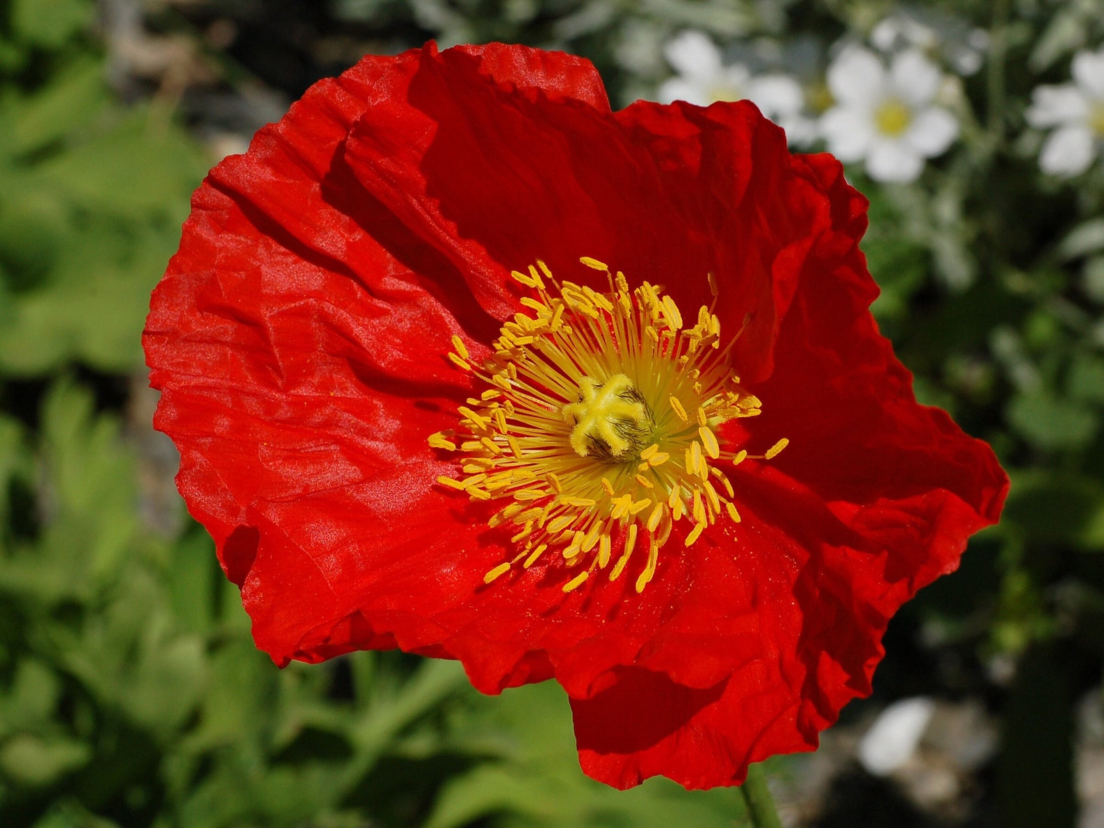 RED ICELAND POPPY Seeds *free Shipping!* Fresh & Organic Papaver ...