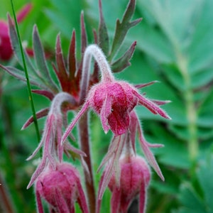 PRAIRE SMOKE Seeds *FREE Shipping!* Fresh & Organic Geum Triflorum ...