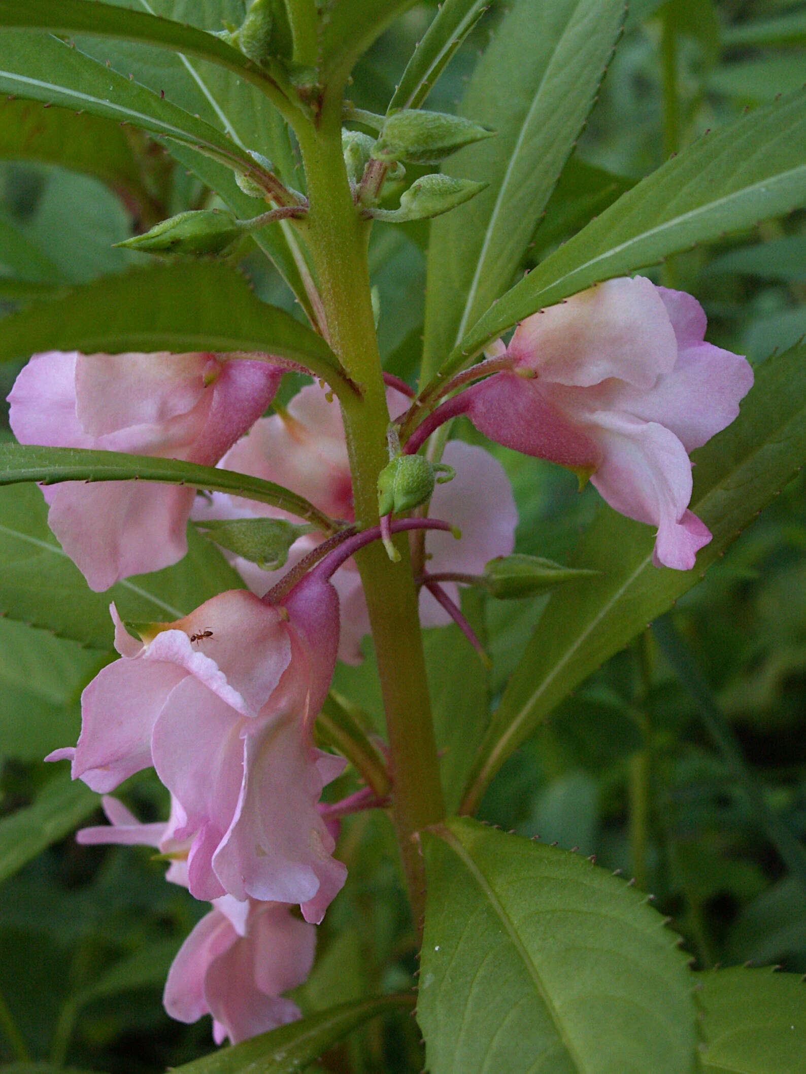 ROSE BALSAM Seeds *free Shipping!* Fresh & Organic Impatiens Balsamina ...