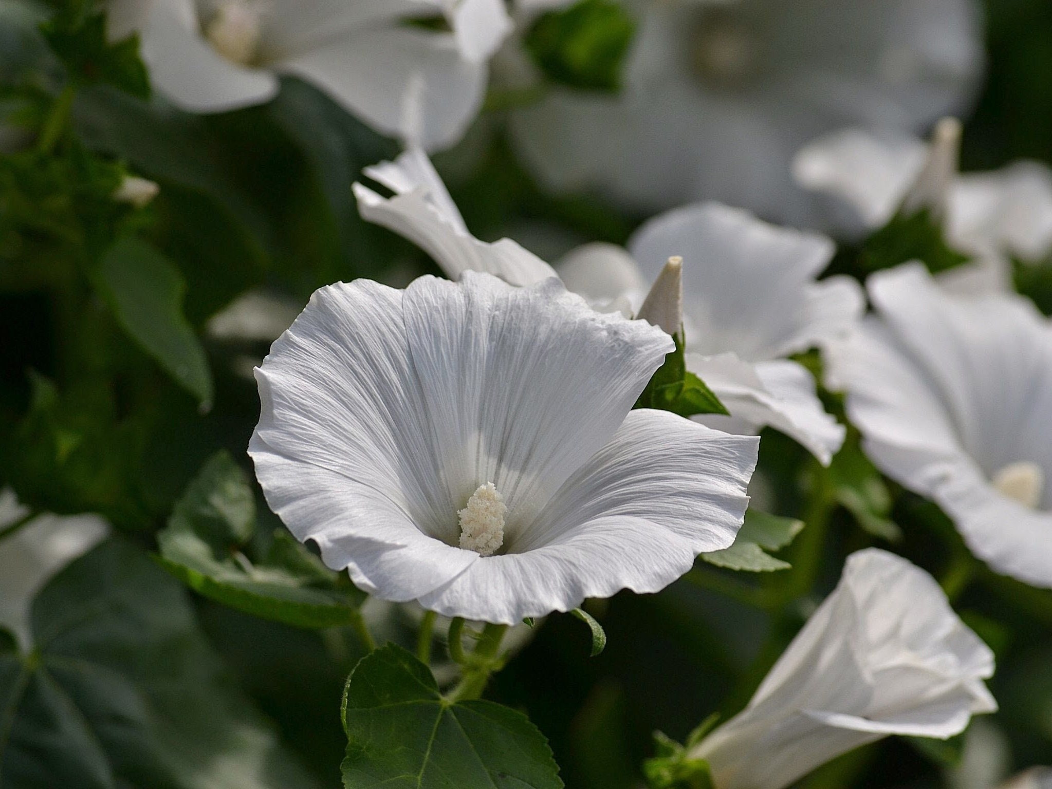 WHITE ROYAL MALLOW Seeds *free Shipping!* Fresh & Organic Malva ...