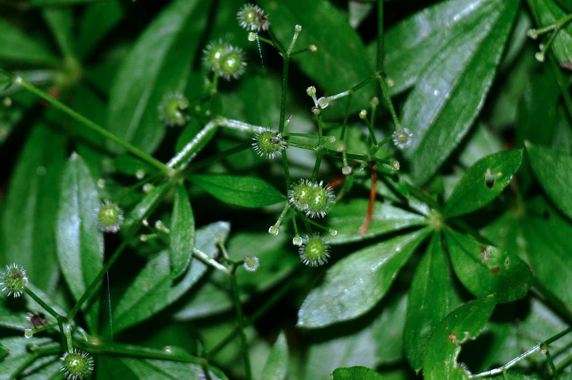 SWEET WOODRUFF Seeds *FREE Shipping!* Fresh & Organic Galium Odoratum ...