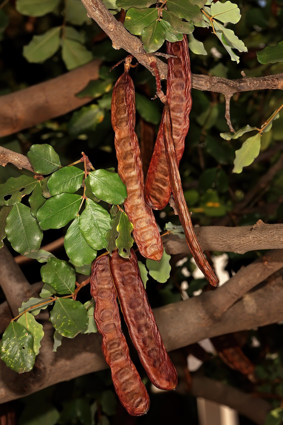 CAROB Seeds *FREE Shipping!* Fresh & Organic Locust Tree (ceratonia ...
