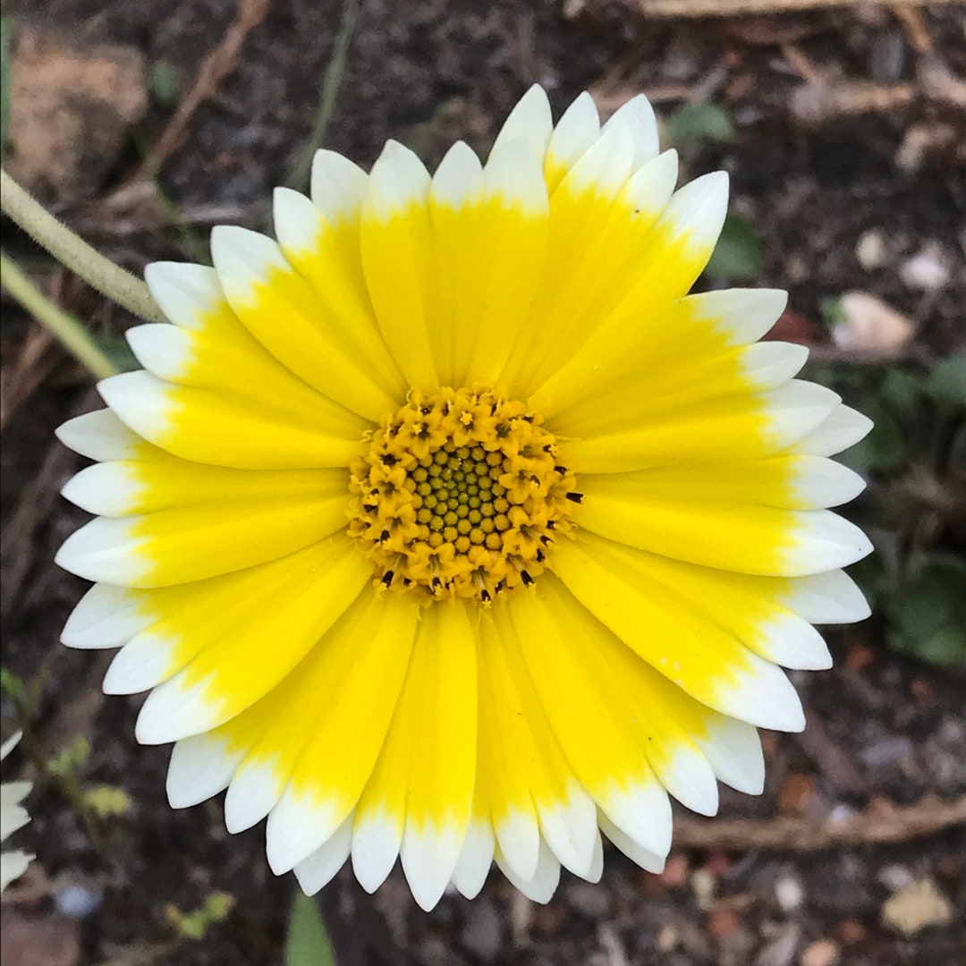 TIDY TIPS Seeds *free Shipping!* Fresh & Organic Layia Platyglossa ...