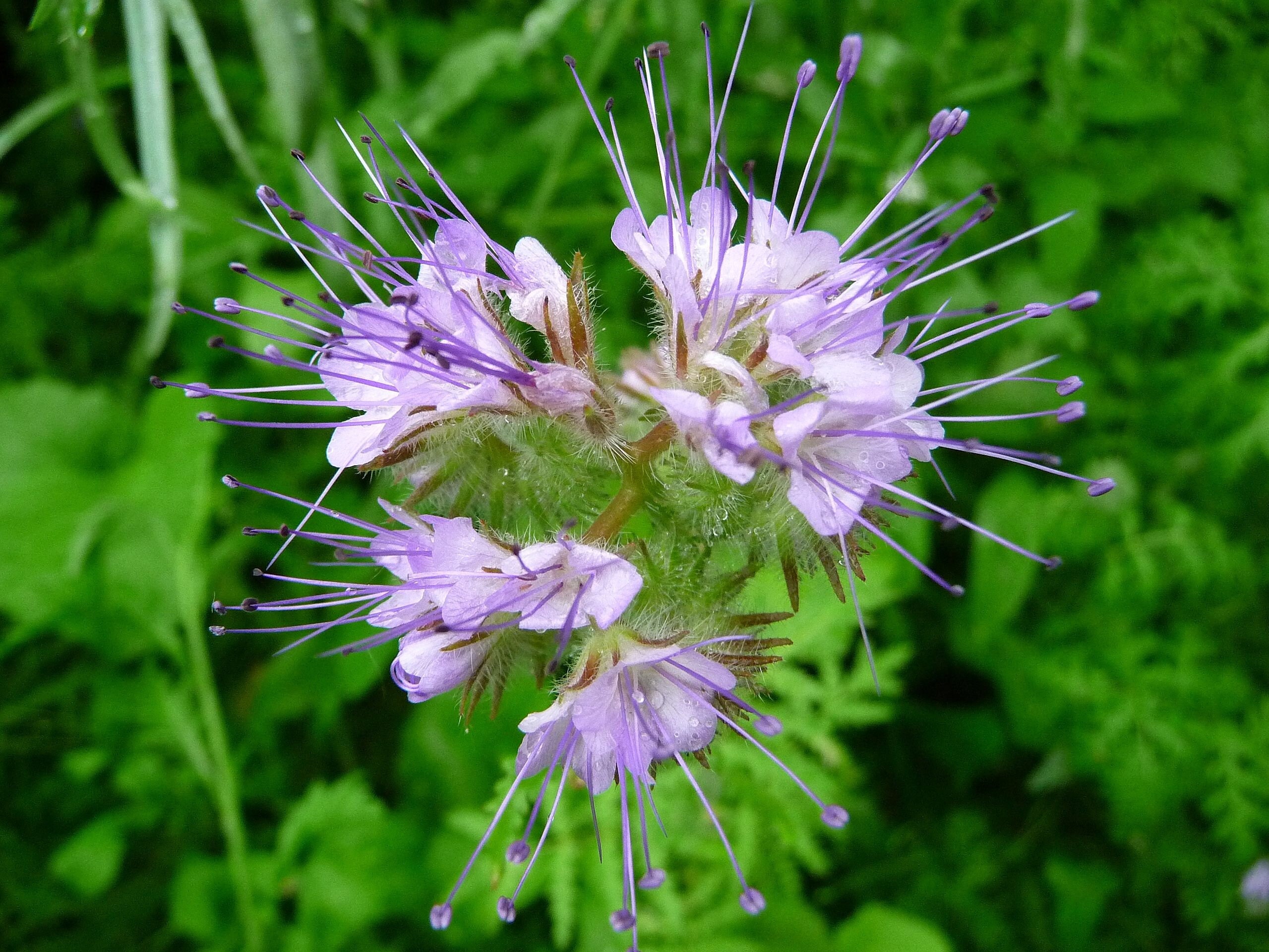 LACY PHACELIA Seeds *free Shipping!* Fresh & Organic Phacelia ...
