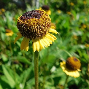 ROSILLA Seeds *FREE Shipping!* Fresh & Organic Helenium Puberulum ...