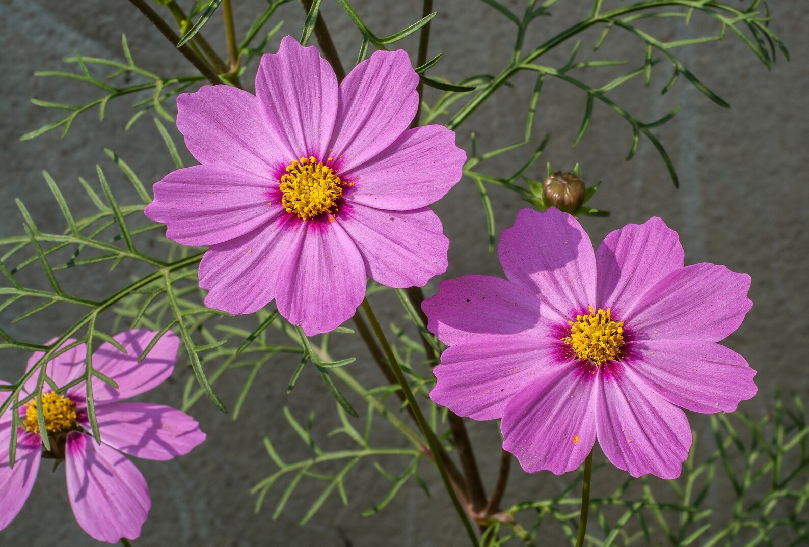 GLORIA COSMOS Seeds *free Shipping!* Fresh & Organic Cosmos Bipinnatus ...