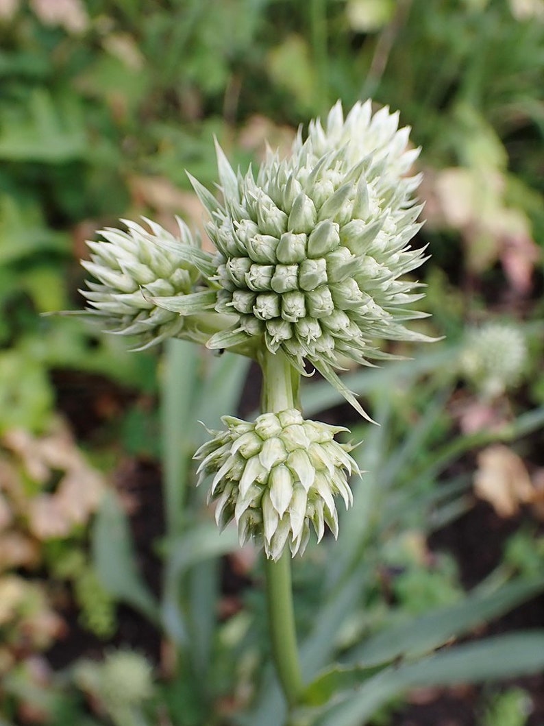 RATTLESNAKE MASTER Seeds *FREE Shipping!* Fresh & Organic Eryngium ...