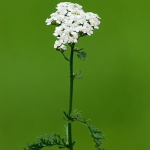 ACHILLEA NOBILIS Seeds *FREE Shipping!* Fresh & Organic Noble Yarrow ...