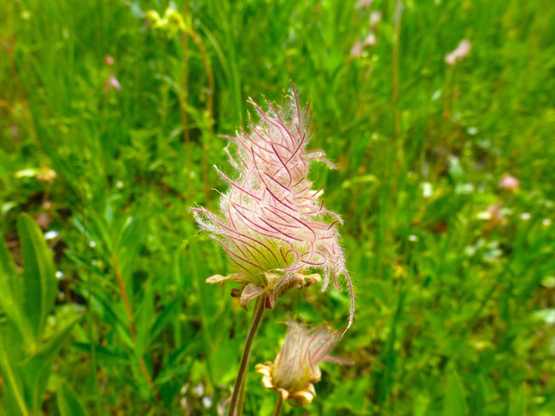 PRAIRE SMOKE Seeds *FREE Shipping!* Fresh & Organic Geum Triflorum ...