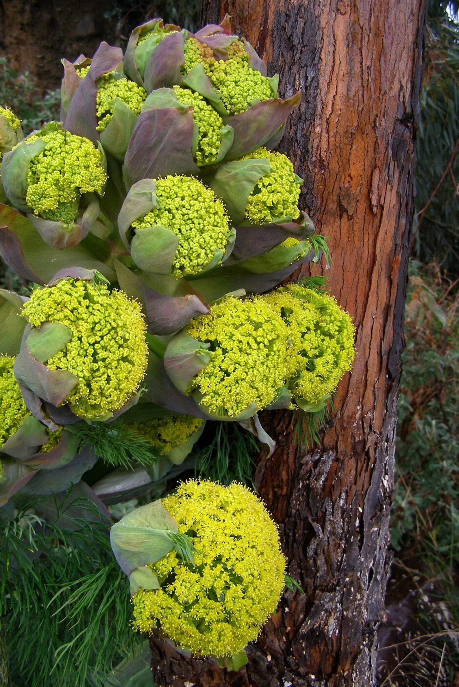 GIANT FENNEL Seeds *FREE Shipping!* Fresh & Organic Ferula Communis ...